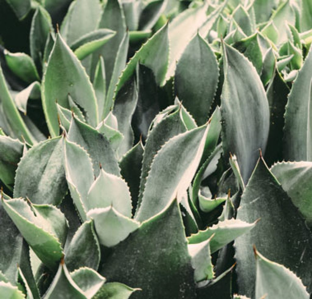 Best Sleep Inducing Plants for your Bedroom | Sleep Advisor