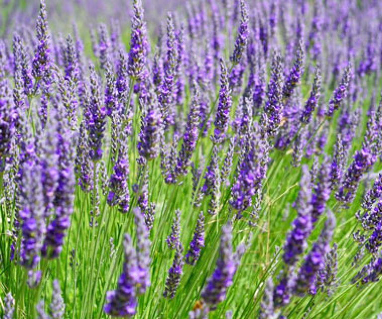 Best Sleep Inducing Plants for your Bedroom | Sleep Advisor