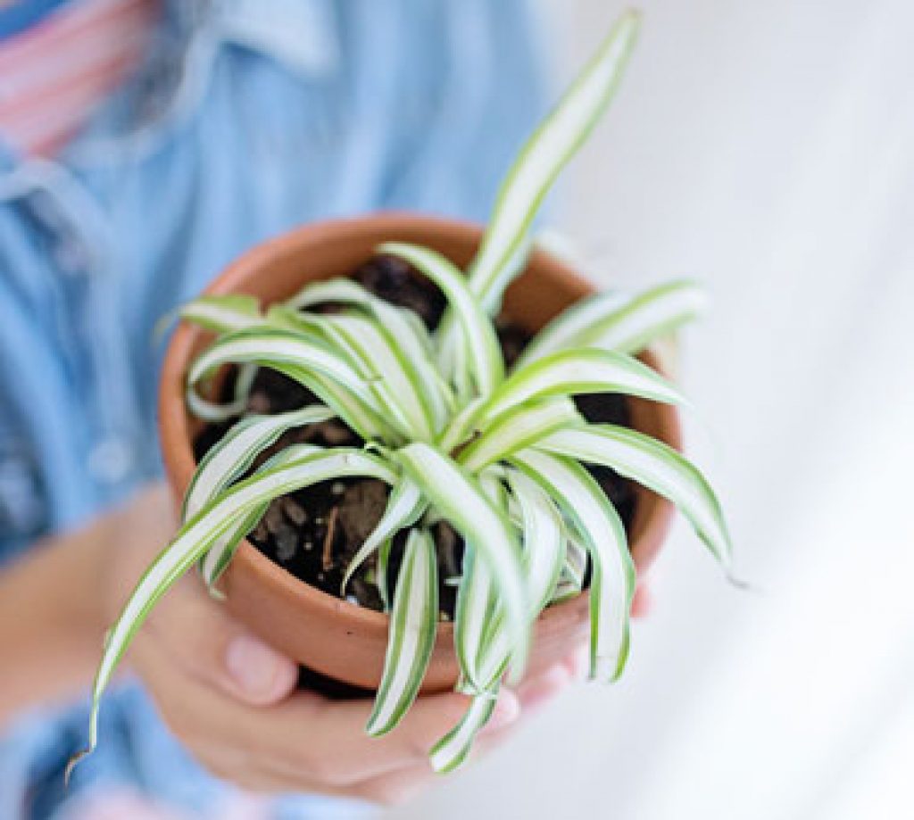 Best Sleep Inducing Plants for your Bedroom | Sleep Advisor