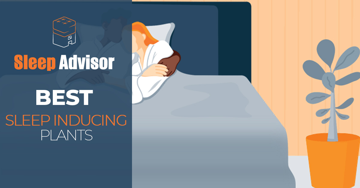 Best Sleep Inducing Plants for your Bedroom | Sleep Advisor