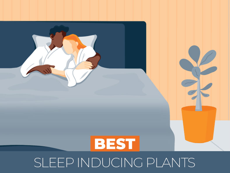 11 Best Sleep Inducing Houseplants for Your Bedroom - Sleep Advisor